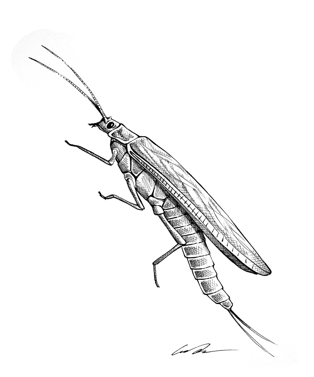 Stonefly Pen and Ink Fine Art Original – Garrison Doctor Design